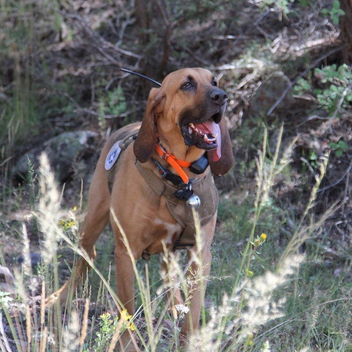 K9 Team – El Paso County Search and Rescue